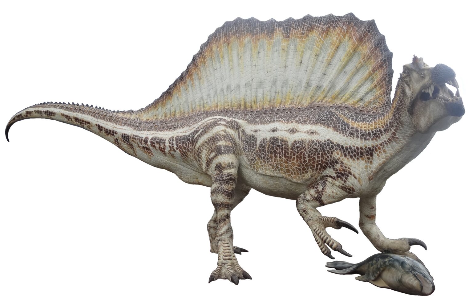 Spinosaurus Had a Crocodile’s Tail—And That Changes Everything – Dino World