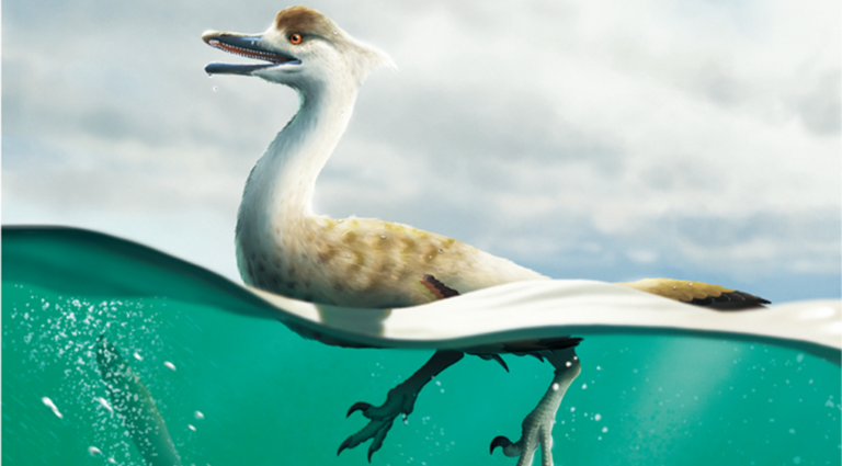 Halszkaraptor: The Semi-Aquatic Dino With a Swan Neck and Raptor Feet ...