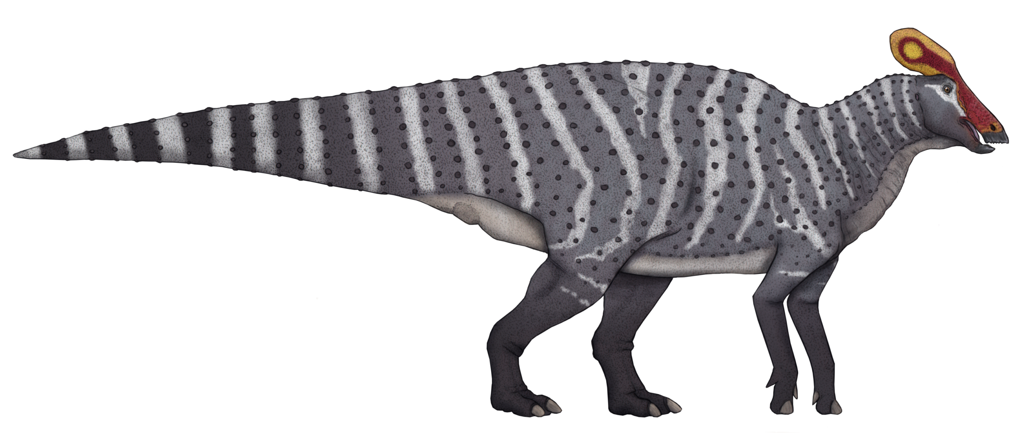 Duck-Billed Dinosaurs and the Mystery of Their Crests – Dino World