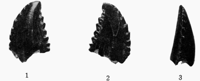 Troodon: The Brainiest Dinosaur That Might Have Evolved Into a ...