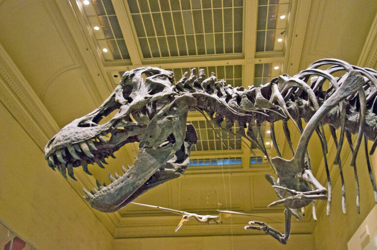 The T. Rex Named Sue The Legal Battle That Shook Paleontology – Dino World