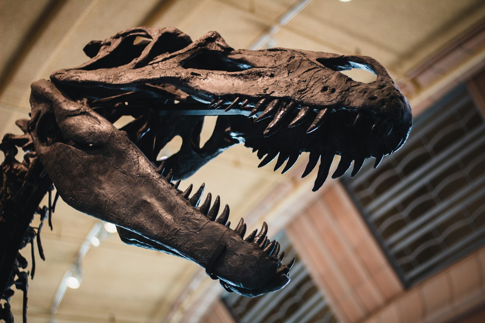 The Dinosaur With the Strongest Bite Force Ever Measured – Dino World