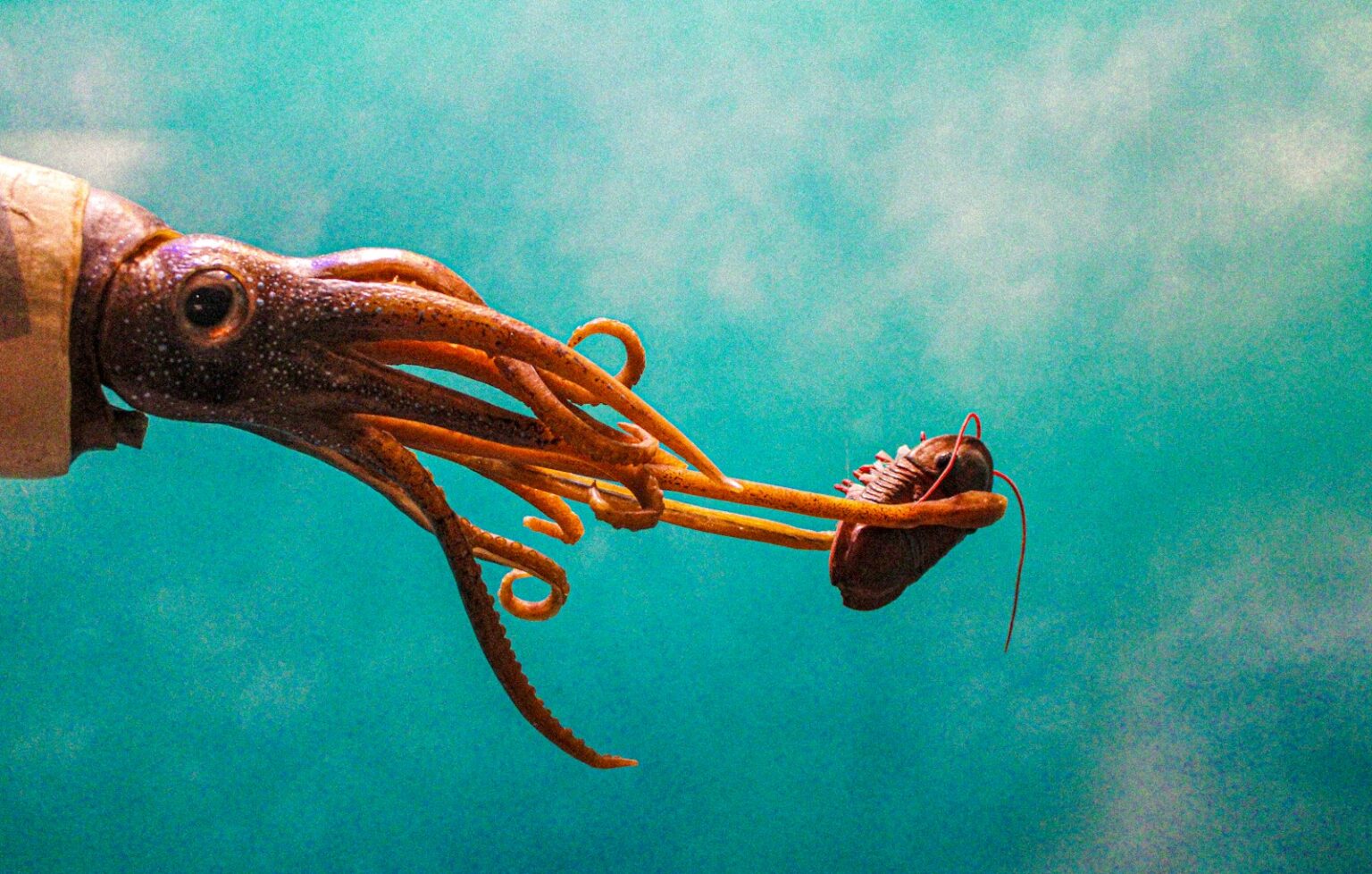 The Giant Squid of the Prehistoric Ocean It Was Over 50 Feet Long ...
