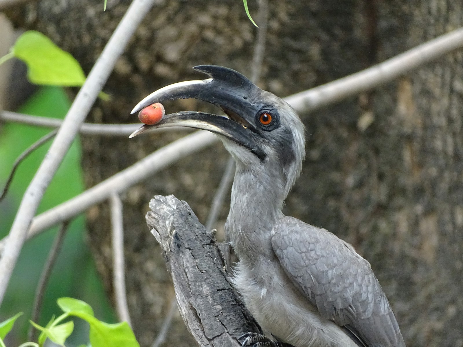 The Evolution of Bird Beaks From Raptors to Parakeets – Dino World
