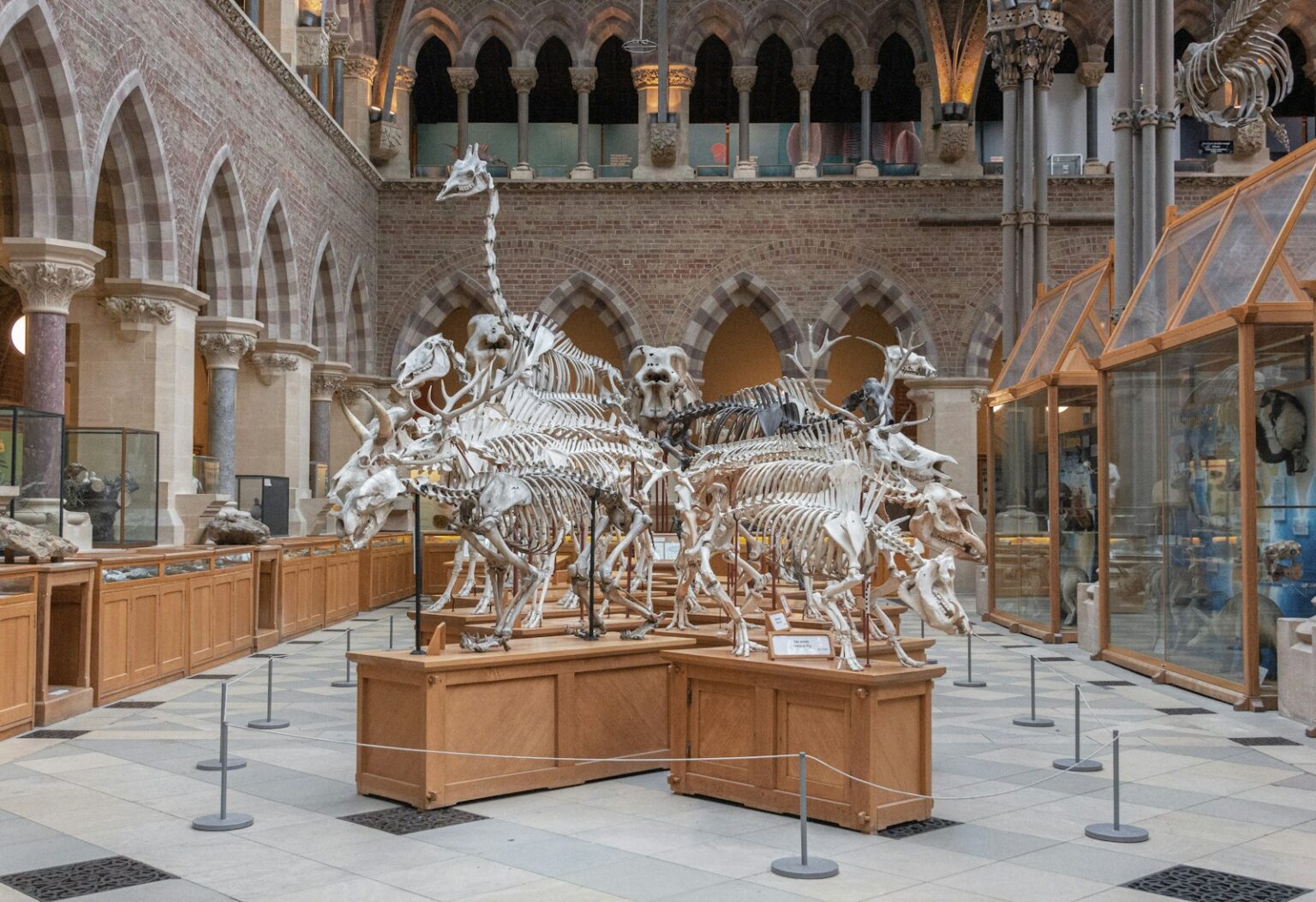 The Most Expensive Dinosaur Fossils Ever Sold at Auction – Dino World