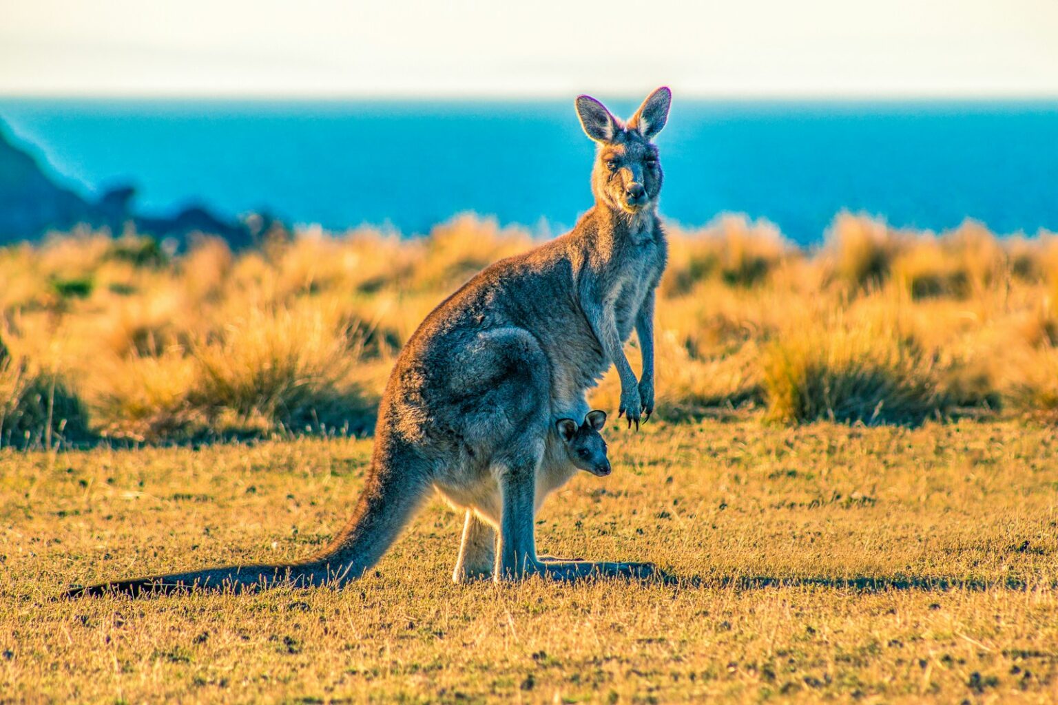 What Was the First Mammal Ever? – Dino World