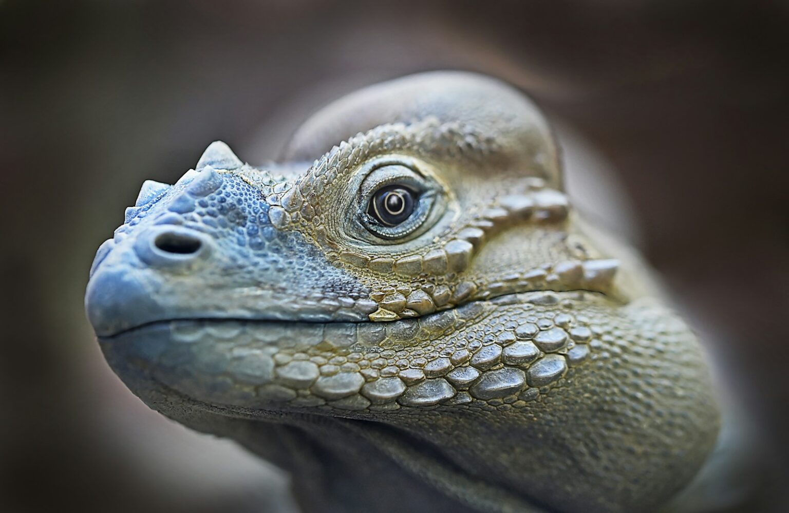 Are Lizards Living Proof That the Age of Dinosaurs Never Really Ended ...
