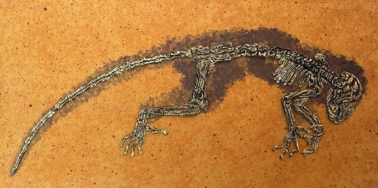 What the Gaps in the Fossil Record Really Mean – Dino World