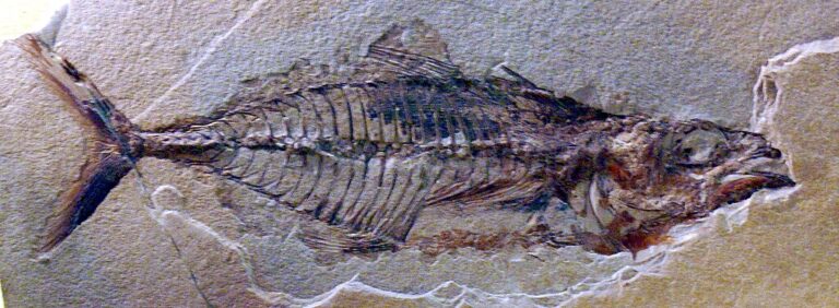 How Fossils Get Reconstructed Wrong (and Why It Still Happens) – Dino World