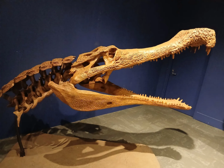 Sarcosuchus Vs Deinosuchus Clash Of The Giant Crocs Dino World