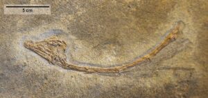 Tanystropheus: The Weirdest Long-Necked Reptile You’ve Never Heard Of ...