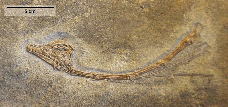 Tanystropheus: The Weirdest Long-Necked Reptile You’ve Never Heard Of ...