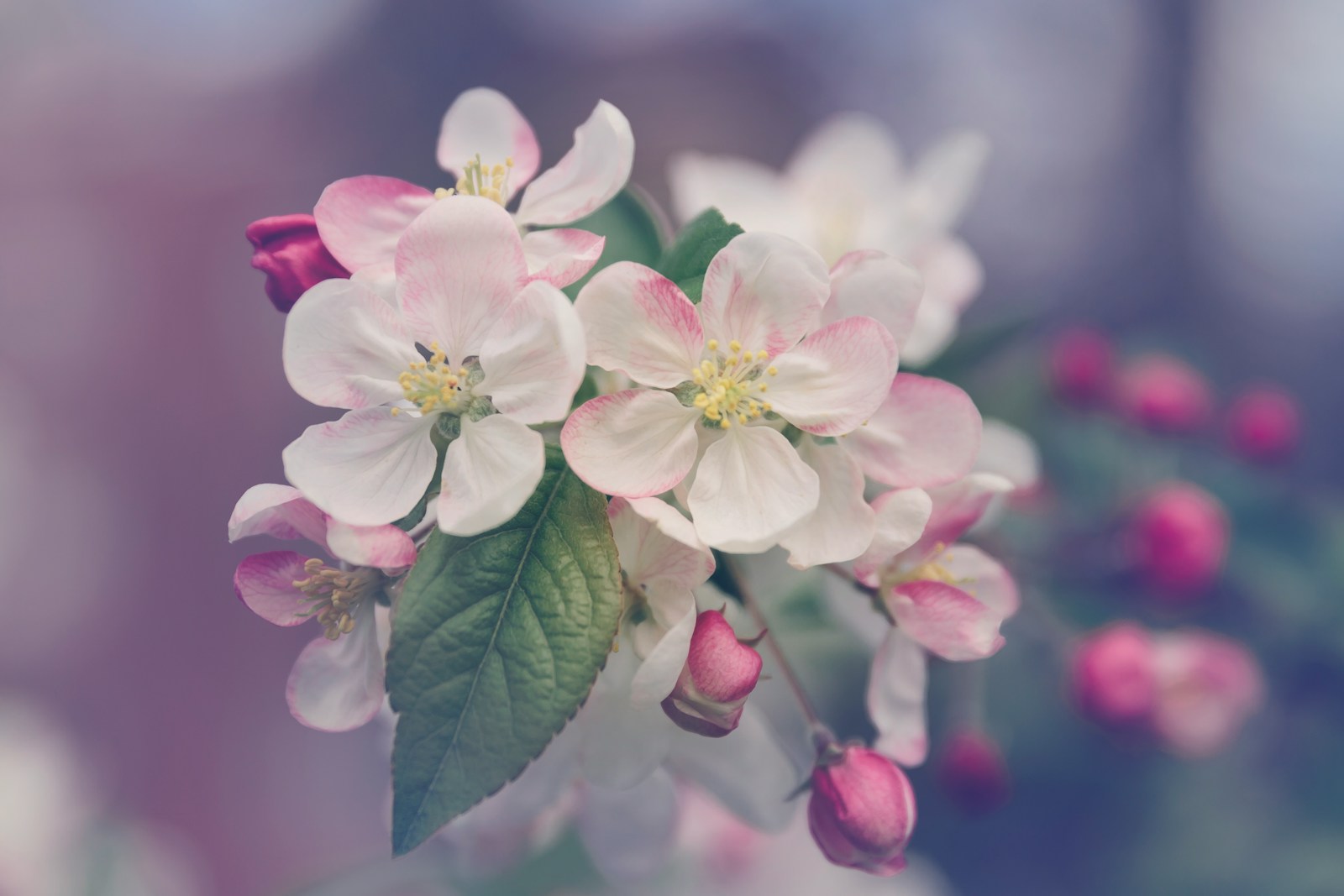 When Flowers First Bloomed: How the Rise of Plants Changed the Dino ...