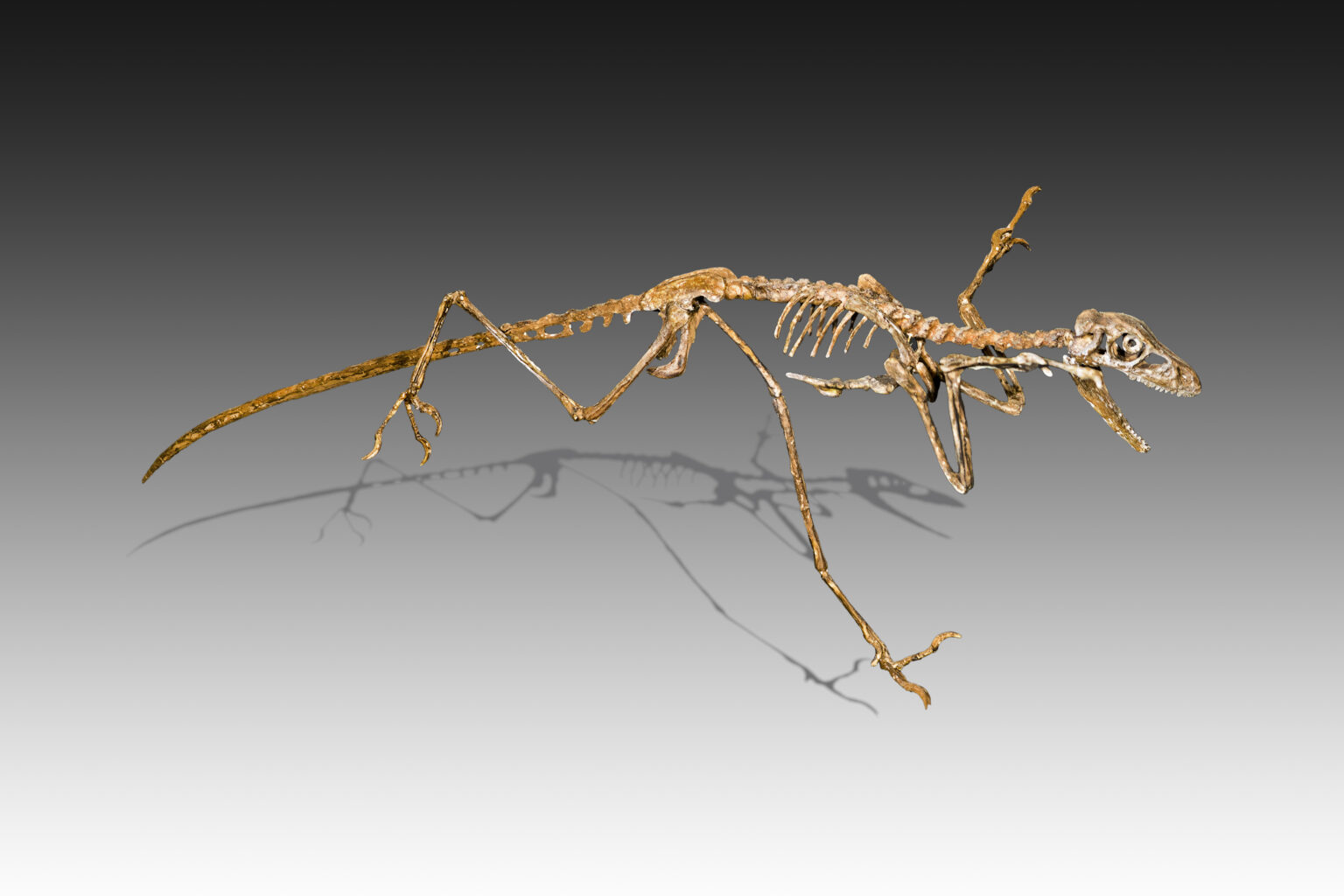 Were Any Dinosaurs Able to Climb Trees? – Dino World