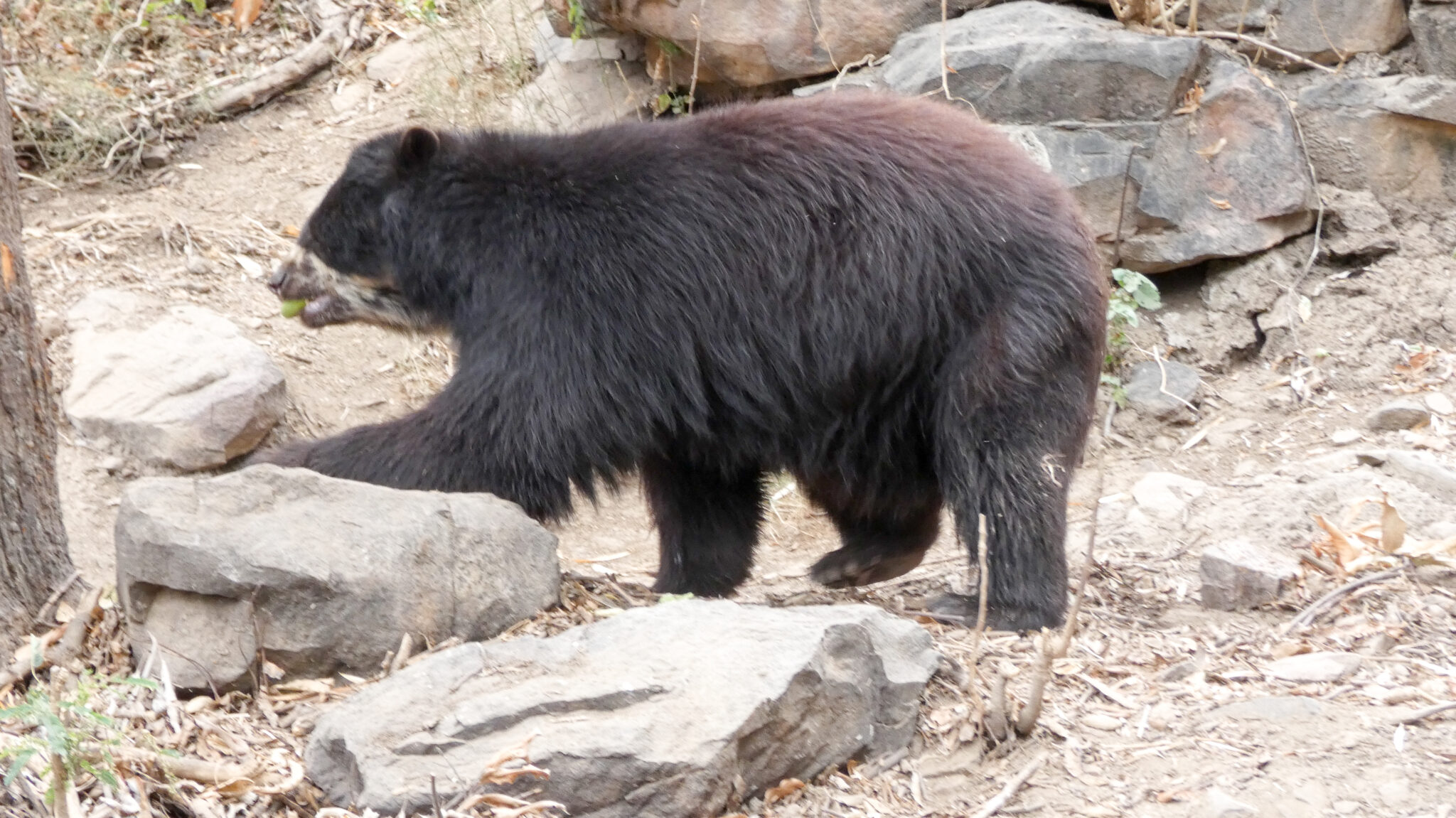 Short-Faced Bears: The Apex Predators of the Ice Age – Dino World