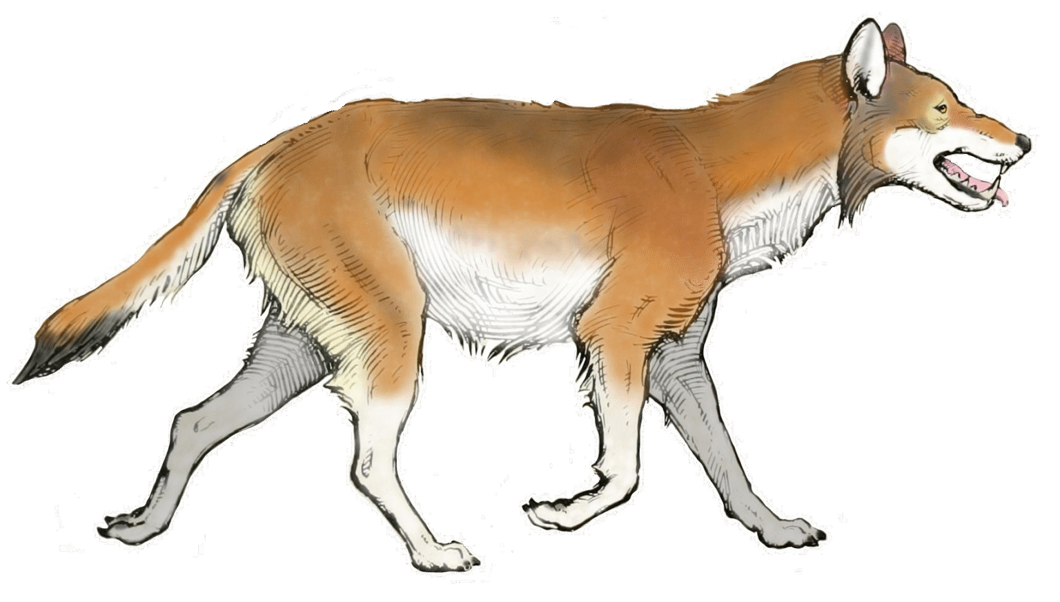 The Real Dire Wolf: Separating History, De-Extinction & Game of Thrones ...