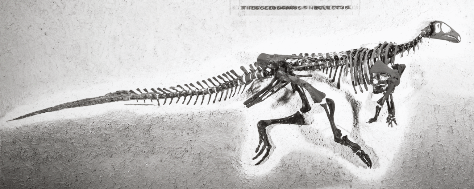 Thescelosaurus: The “Wondrous Lizard” That Survived Until the End in ...