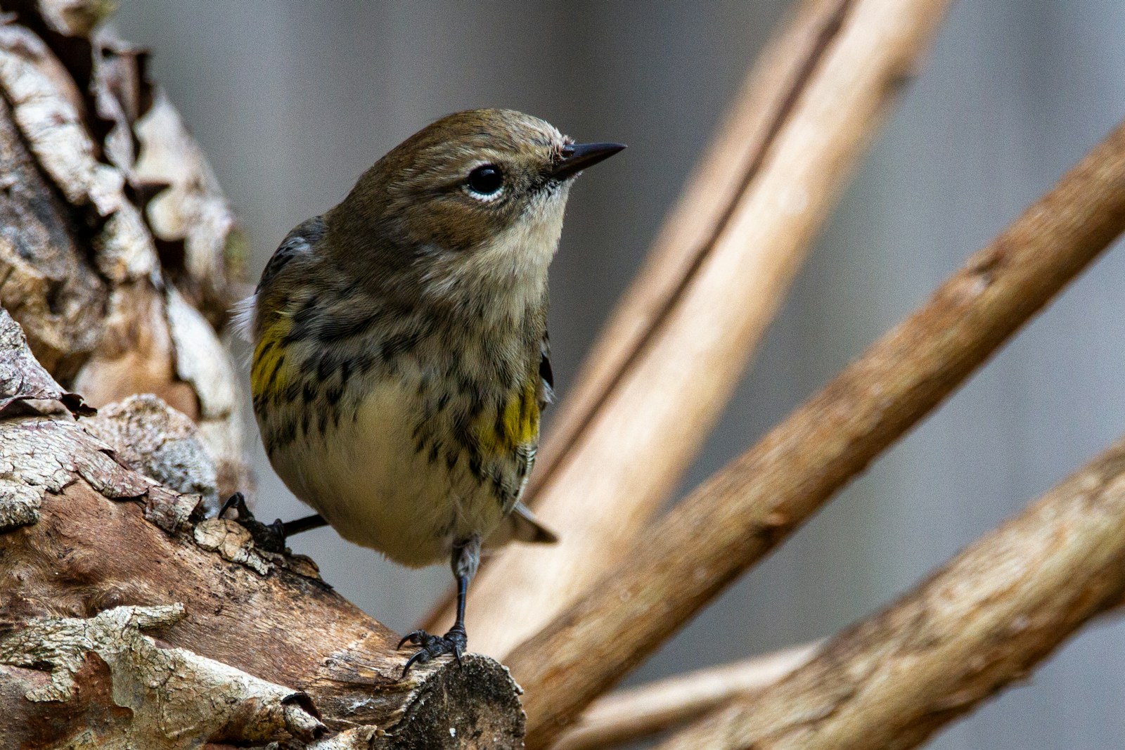 How Birds Became the Last Living Dinosaurs – Dino World