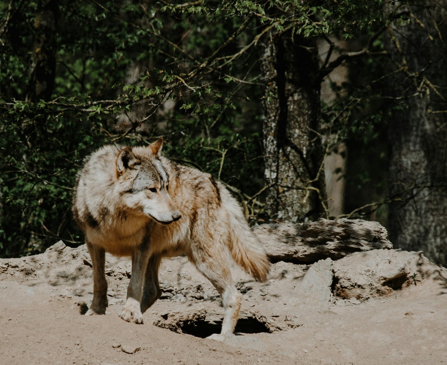 The Real Dire Wolf: Separating History, De-Extinction & Game of Thrones ...