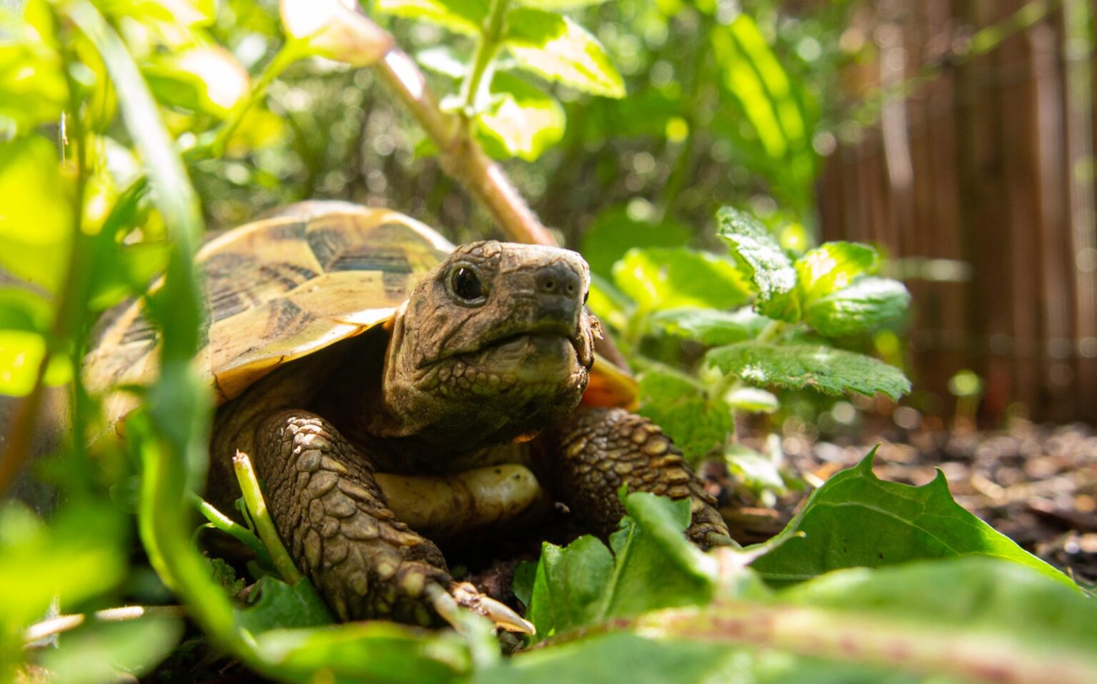 How Crocodiles, Birds, and Turtles Survived the Asteroid that Ended the ...