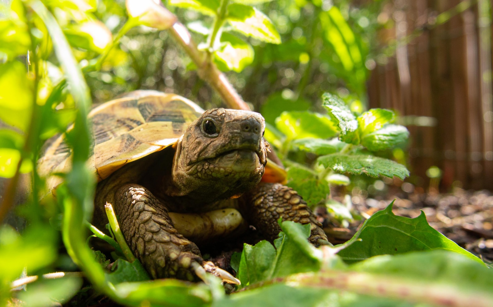 How Crocodiles, Birds, and Turtles Survived the Asteroid that Ended the ...