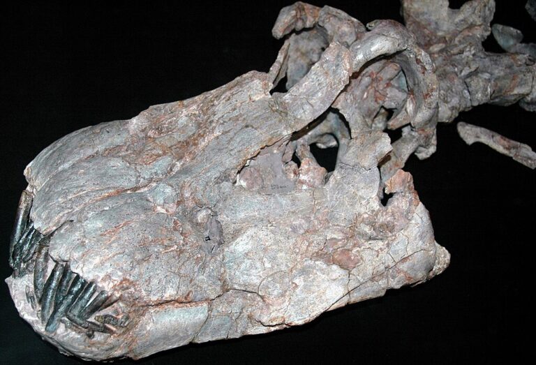 Brontosaurus: The Dinosaur That Was Erased—Then Resurrected – Dino World