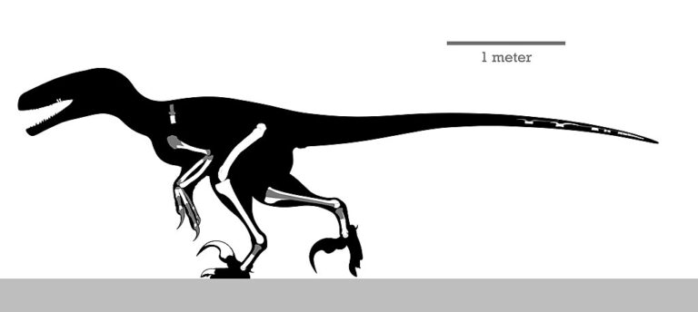 Dakotaraptor: The Giant Raptor That Hunted the Plains of South Dakota ...