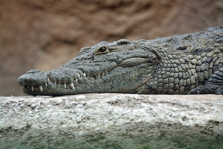 Postosuchus: The Croc-Like Reptile That Preyed Before the Dinosaurs ...