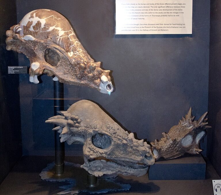 Why Scientists Still Can’t Explain Pachycephalosaurus’s Dome-Shaped ...