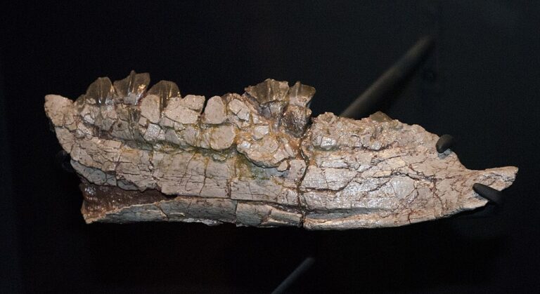Tenontosaurus: The Unsung Herbivore Found in Oklahoma and Texas – Dino ...