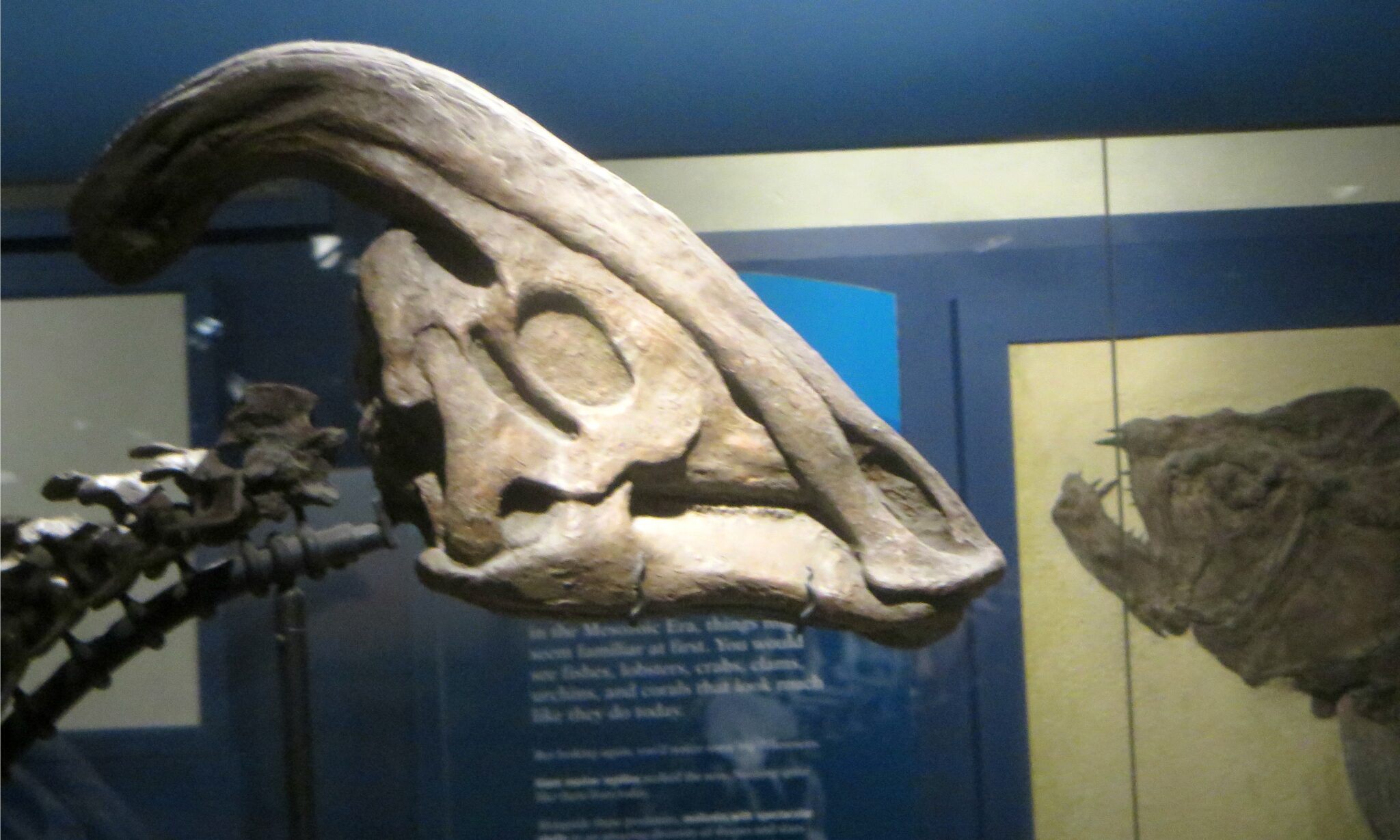 The Parasaurolophus Sound Debate: What Did That Crest Actually Do ...