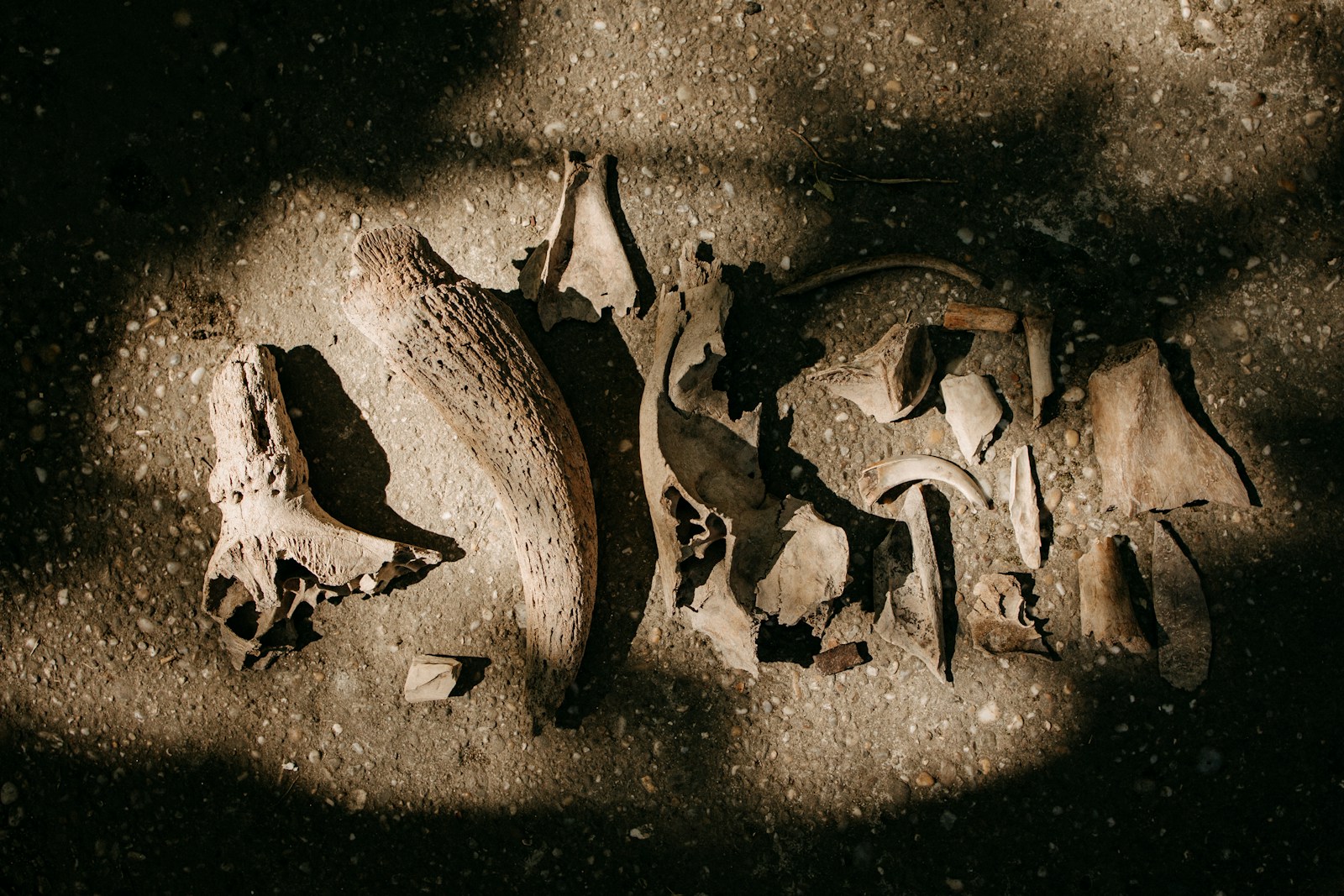 The Dinosaur Graveyards of Wyoming: Why So Many Bones Are Buried There ...
