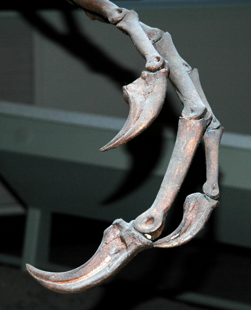 Anzu wyliei: The “Chicken from Hell” That Roamed South Dakota – Dino World