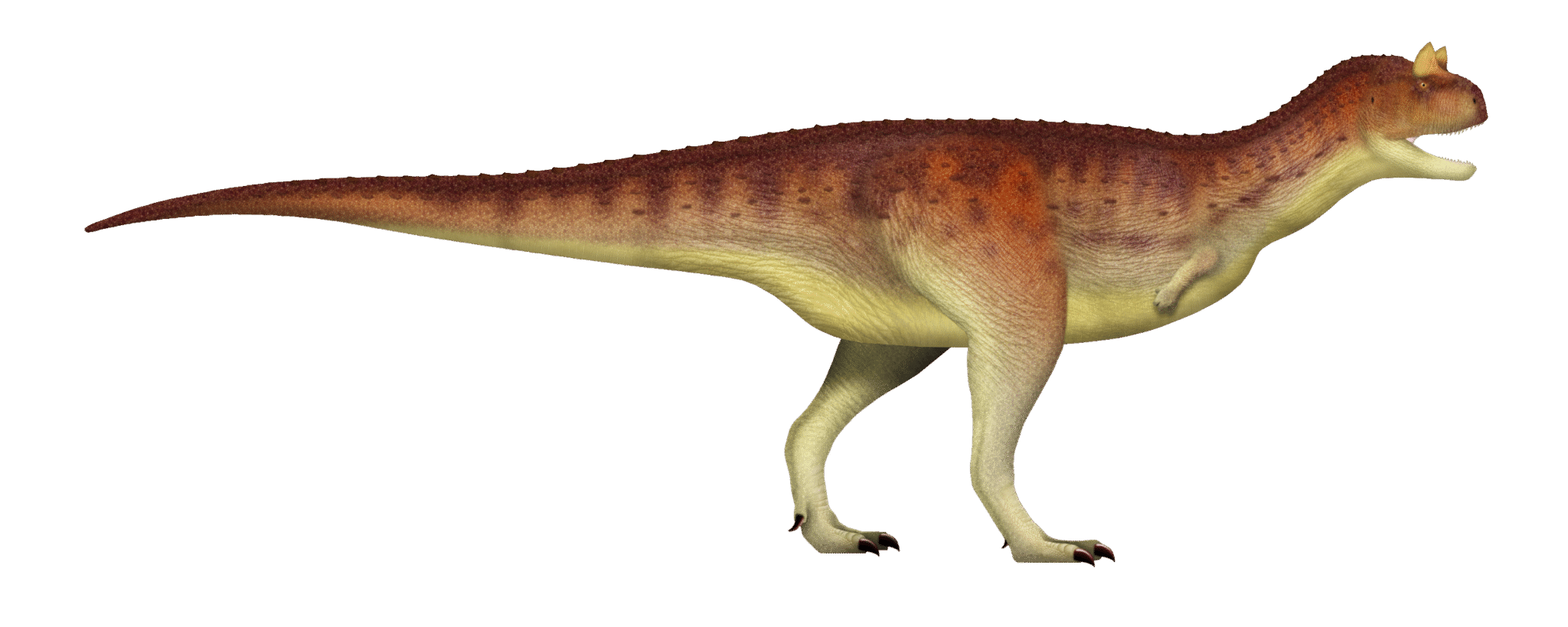 Carnotaurus of Argentina: The Horned Meat-Eater With Baby Arms – Dino World