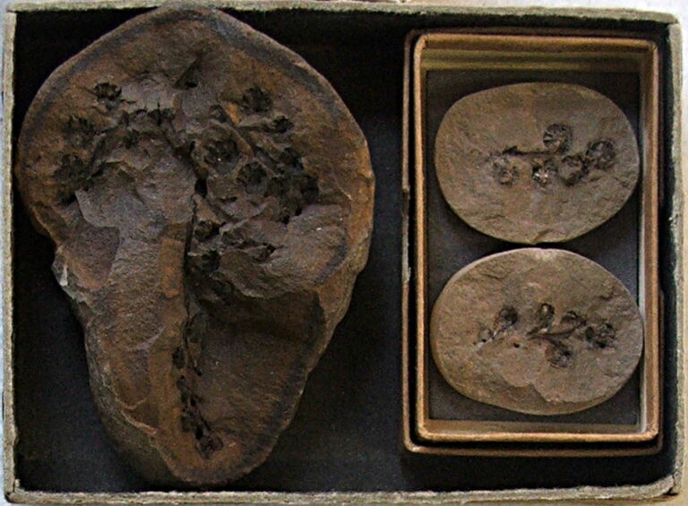 Cambridge Fossils and Scientific Firsts at the Sedgwick Museum – Dino World