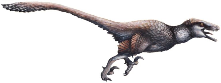 Dakotaraptor: The Giant Raptor That Hunted the Plains of South Dakota ...
