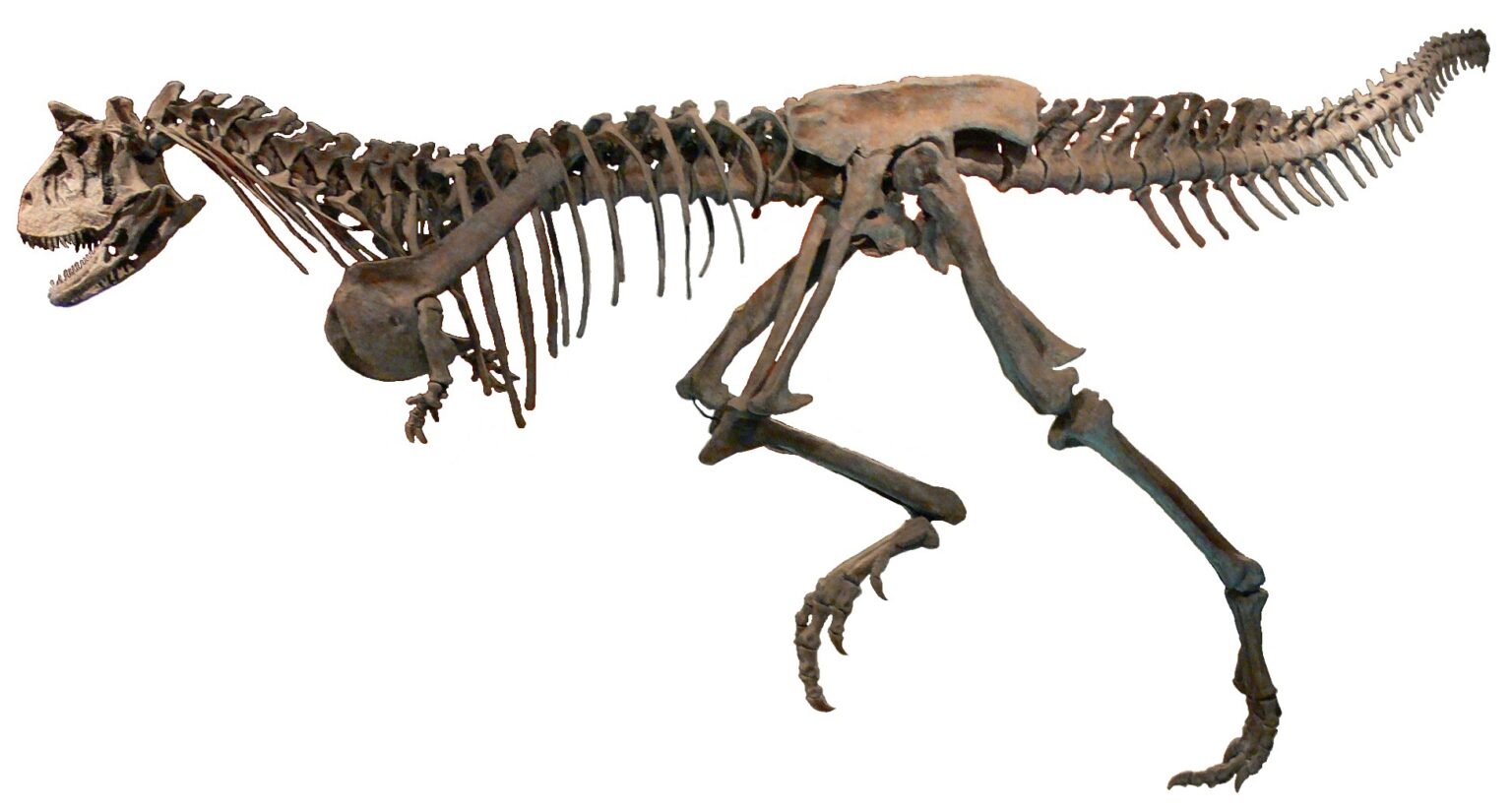 Carnotaurus of Argentina: The Horned Meat-Eater With Baby Arms – Dino World