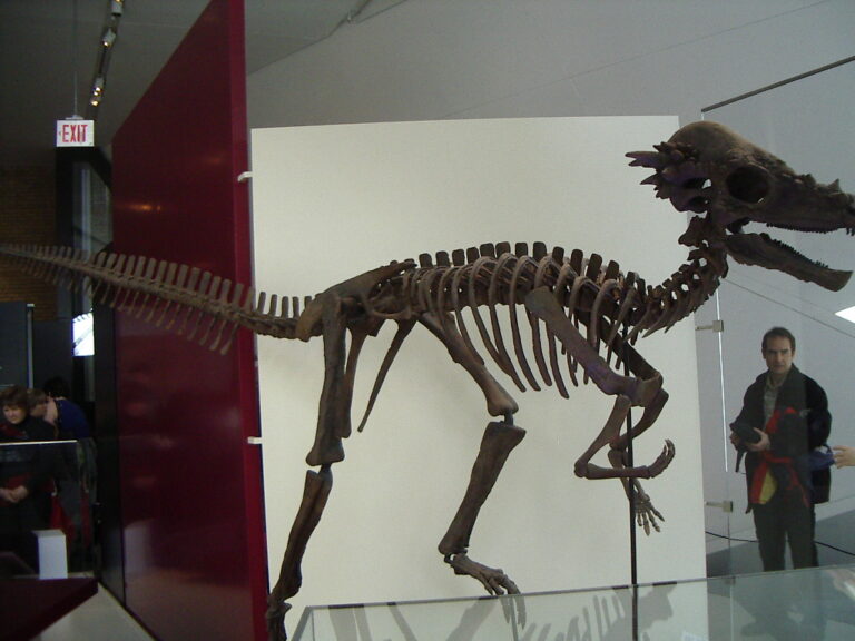 Stygimoloch: The Spiky-Skulled Oddball That Might Not Be Real – Dino World