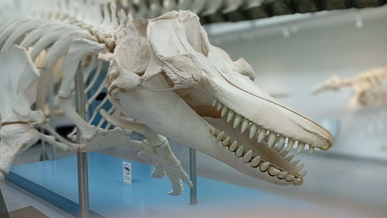 T. rex: Evolution’s Masterpiece or Nature’s Experiment? – Dino World