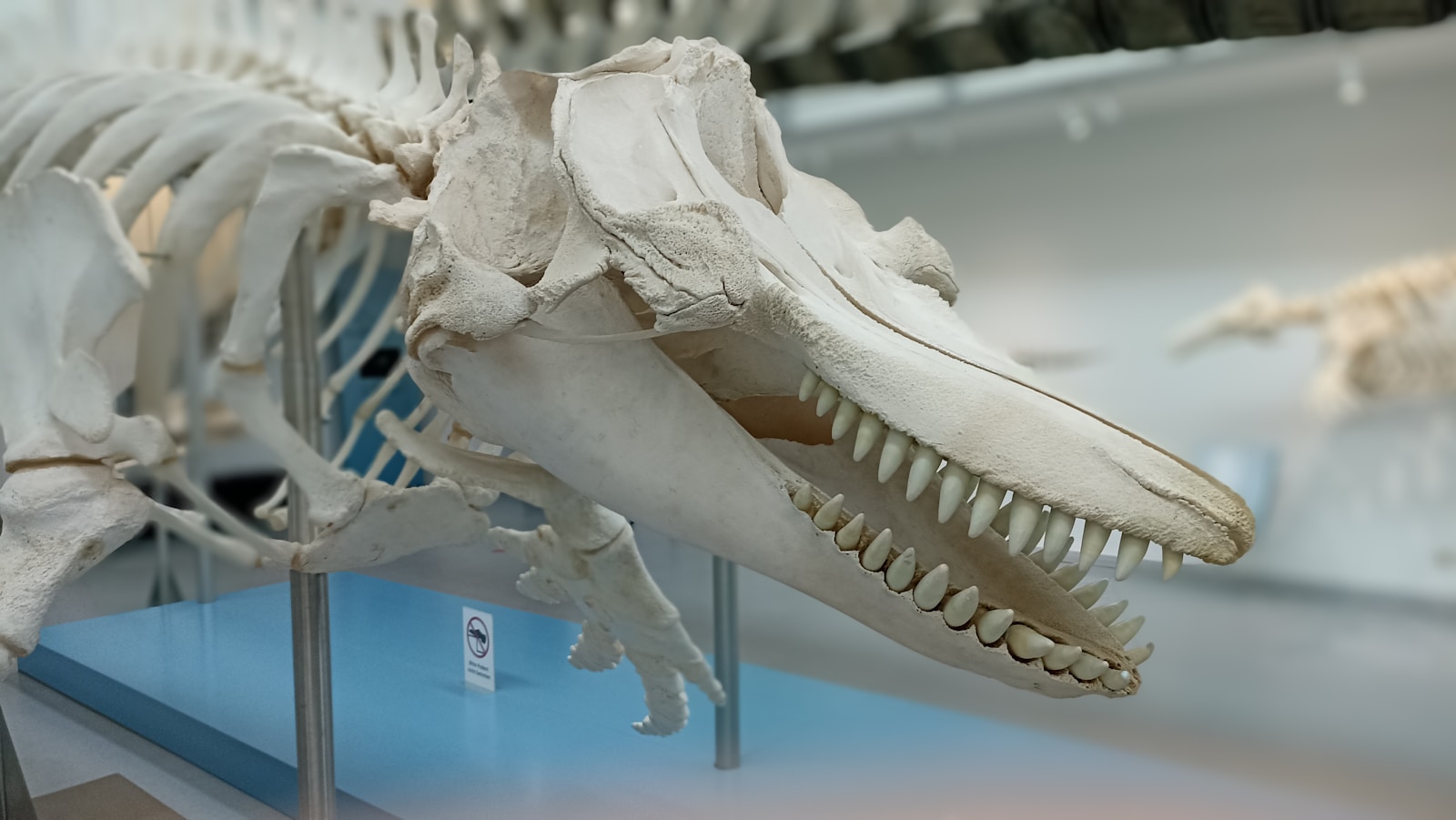 T. rex: Evolution’s Masterpiece or Nature’s Experiment? – Dino World