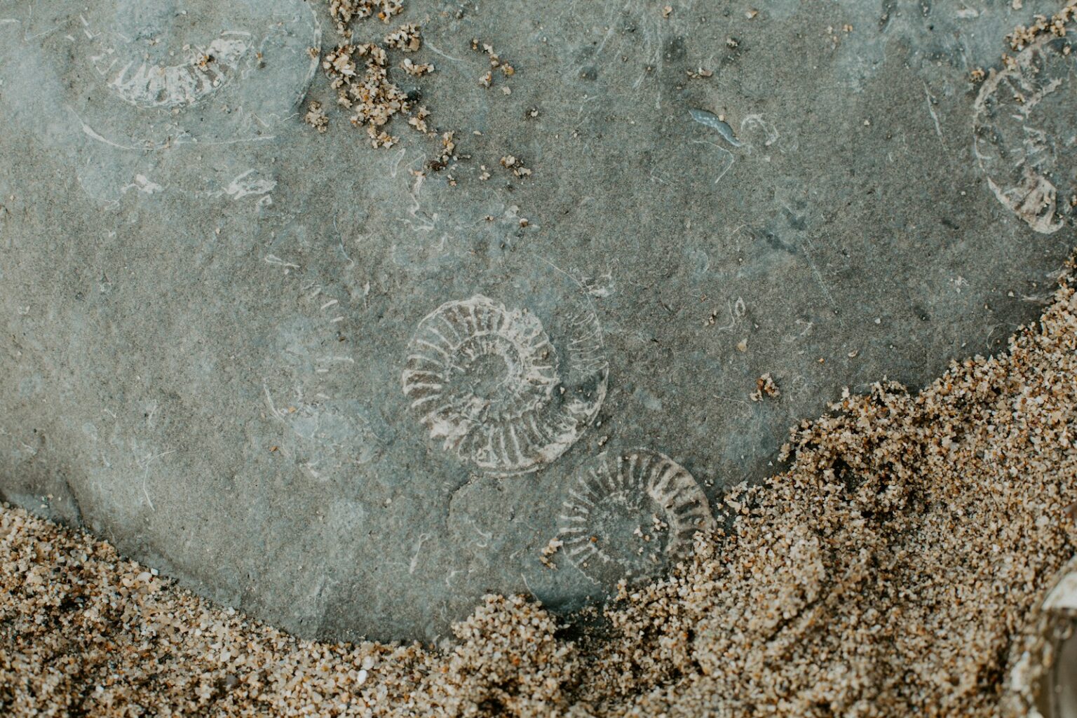 10 Incredible Fossils Found in Ancient Riverbeds and Dry Lakes – Dino World
