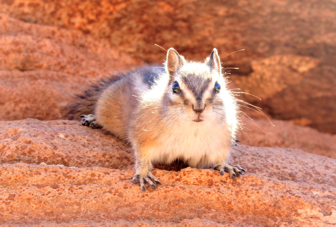 7 Dinosaur Species That Survived Multiple Extinction Events – Dino World