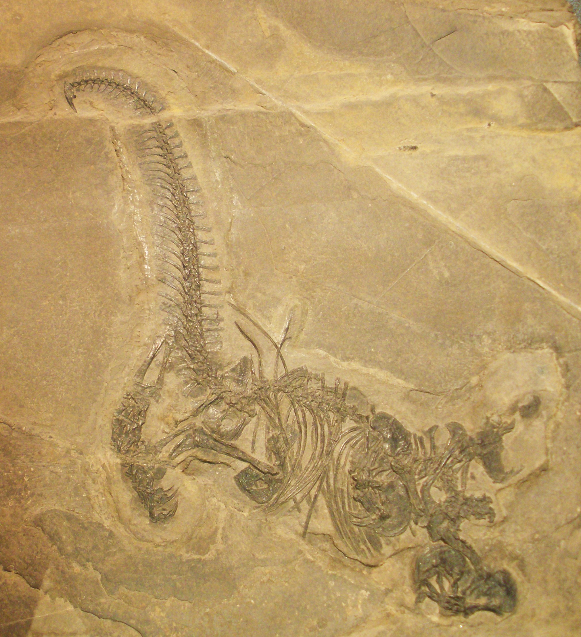 Why Triassic Creatures Look Like Science-Fiction Creations – Dino World