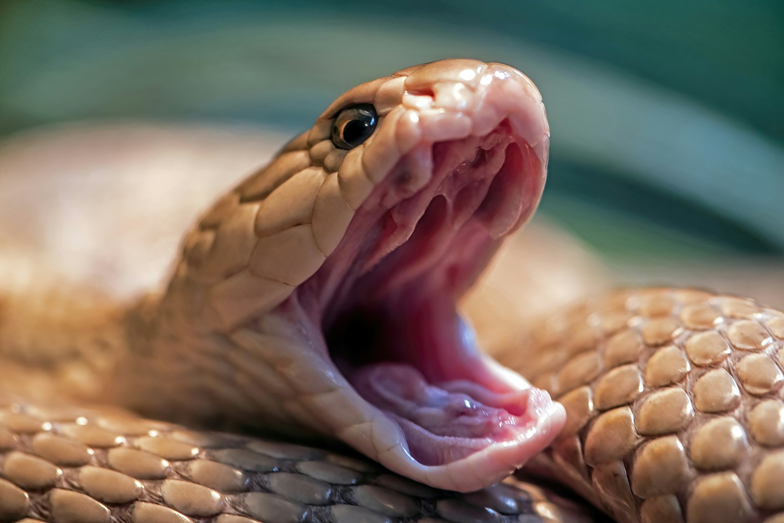 The Only Venomous Snake That Can Spit Venom Over Long Distances – Dino ...
