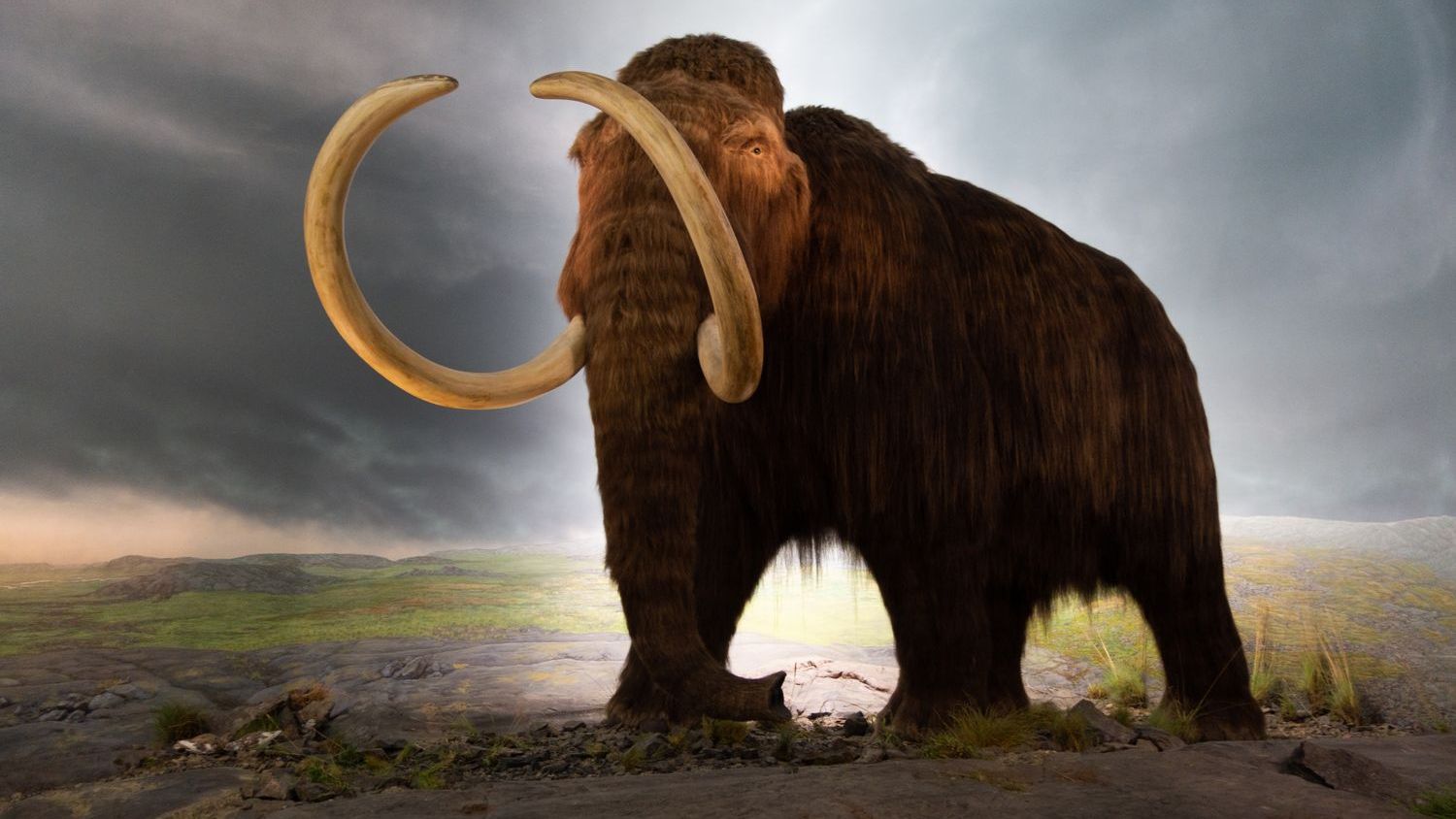 Woolly Mammoth: The Ice Age Giant Scientists Are Trying to Bring Back ...