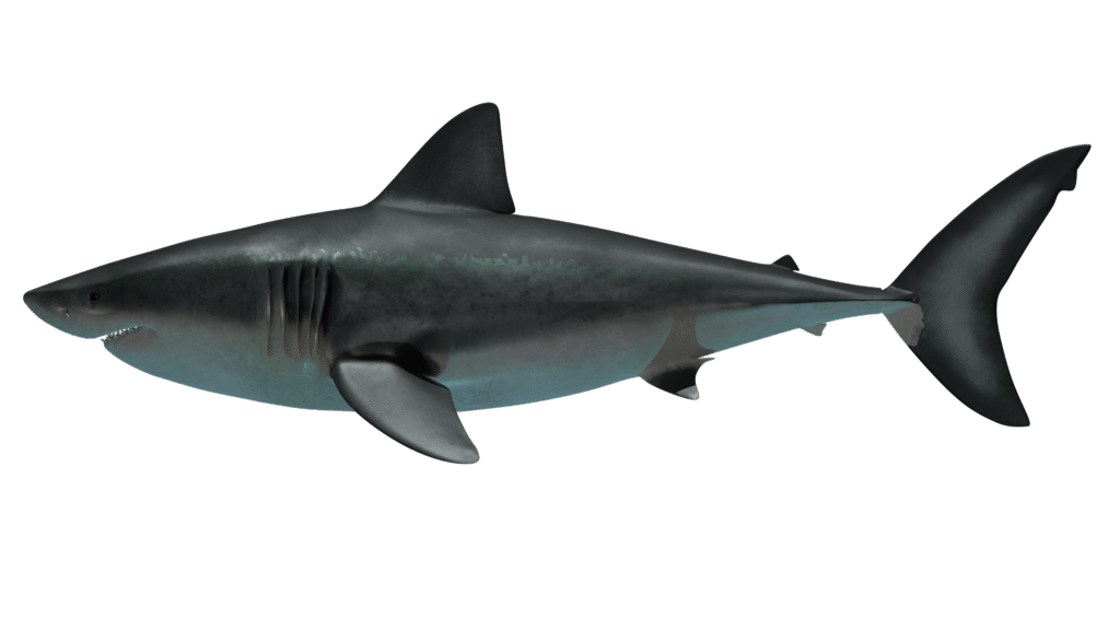 Megalodon’s Reign: The Apex Predator That Terrorized Ancient Oceans ...