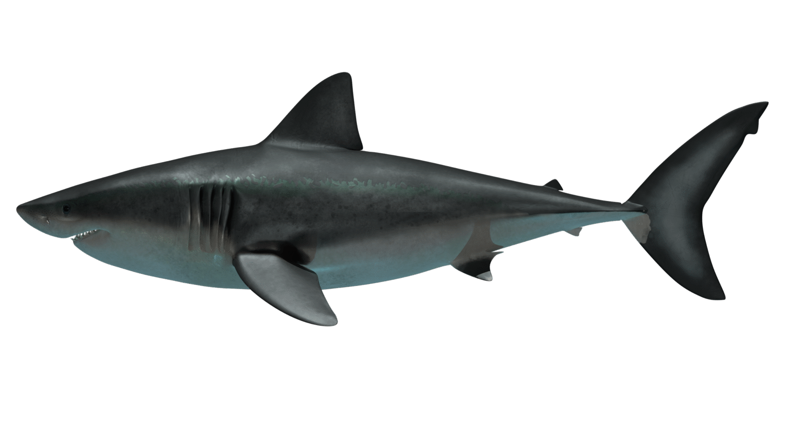 Megalodon’s Reign: The Apex Predator That Terrorized Ancient Oceans ...