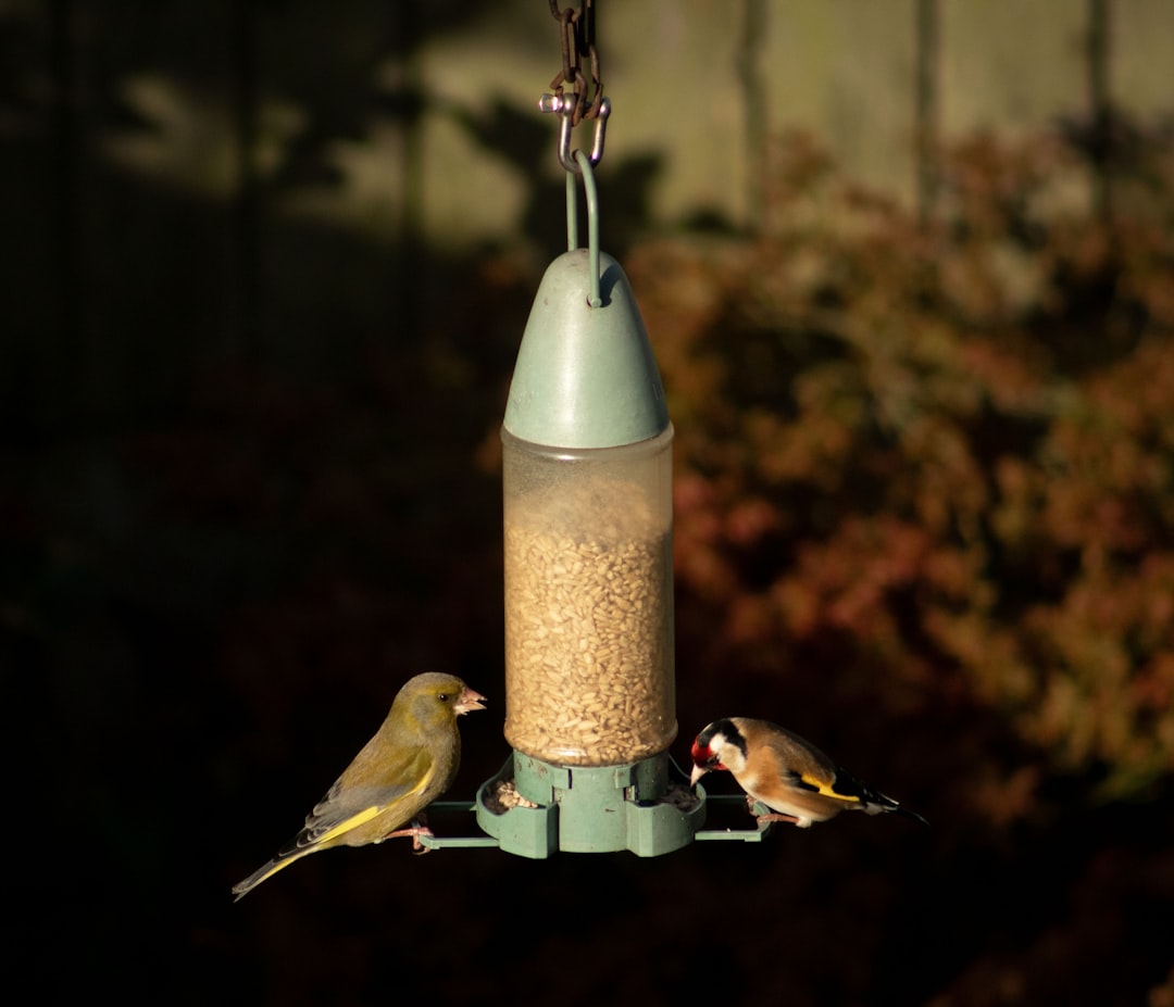 AI-Enhanced Bird Feeders Transform Ordinary Backyards into Wildlife ...