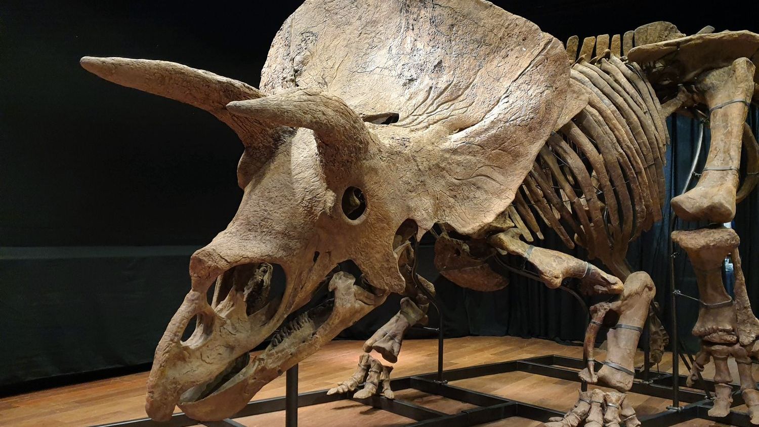 11 Secrets Revealed by South Dakota’s Most Famous Dinosaur Fossils ...