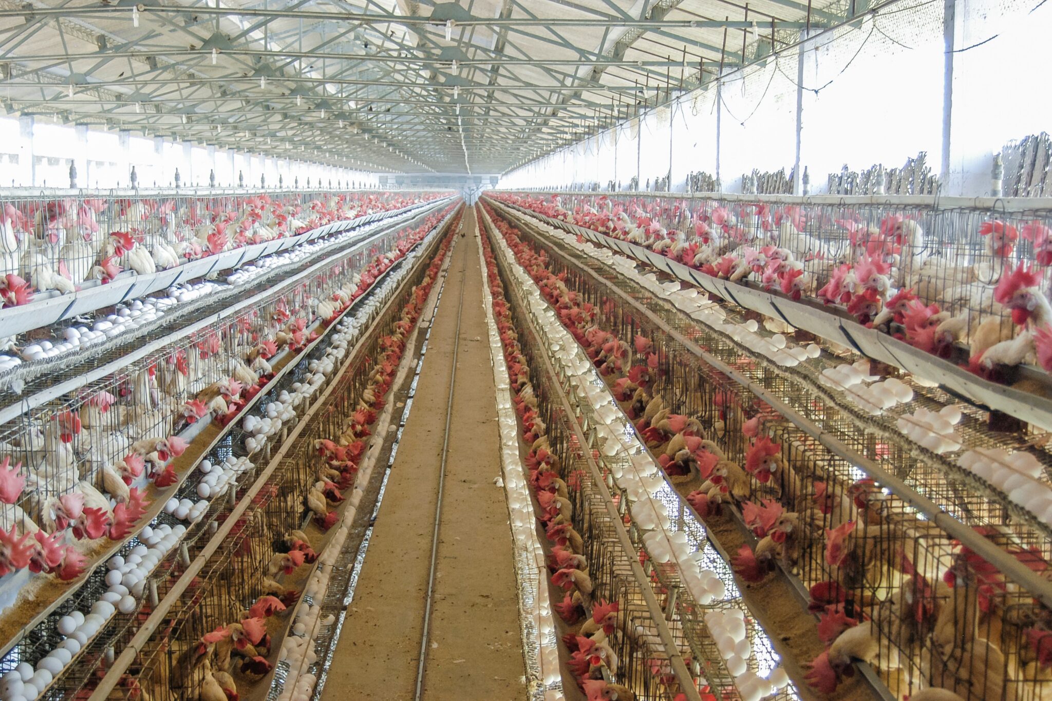 Central Croatia’s Poultry Mega-Projects: A Recipe for Crisis? – Dino World